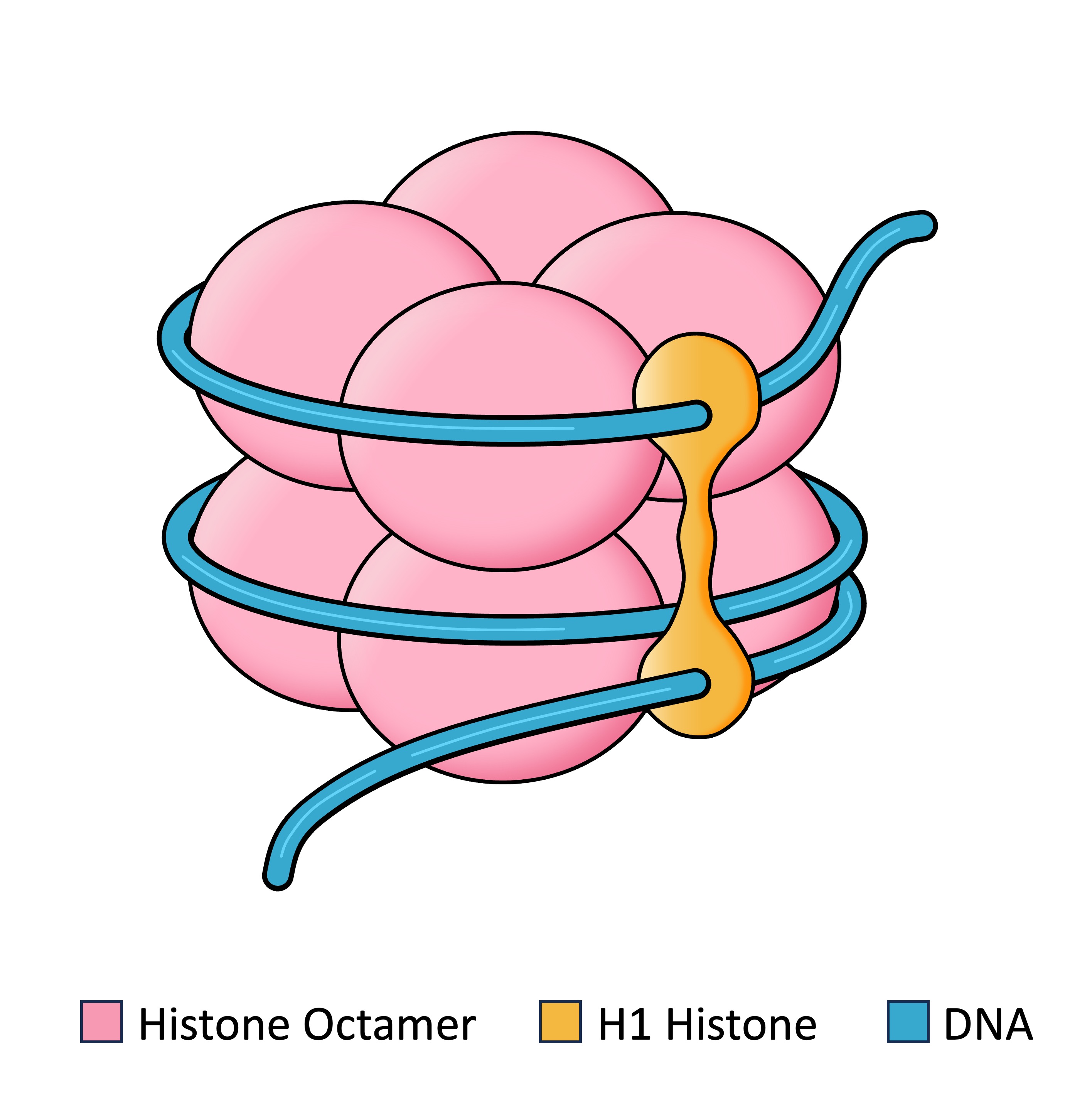 Nucleosomes