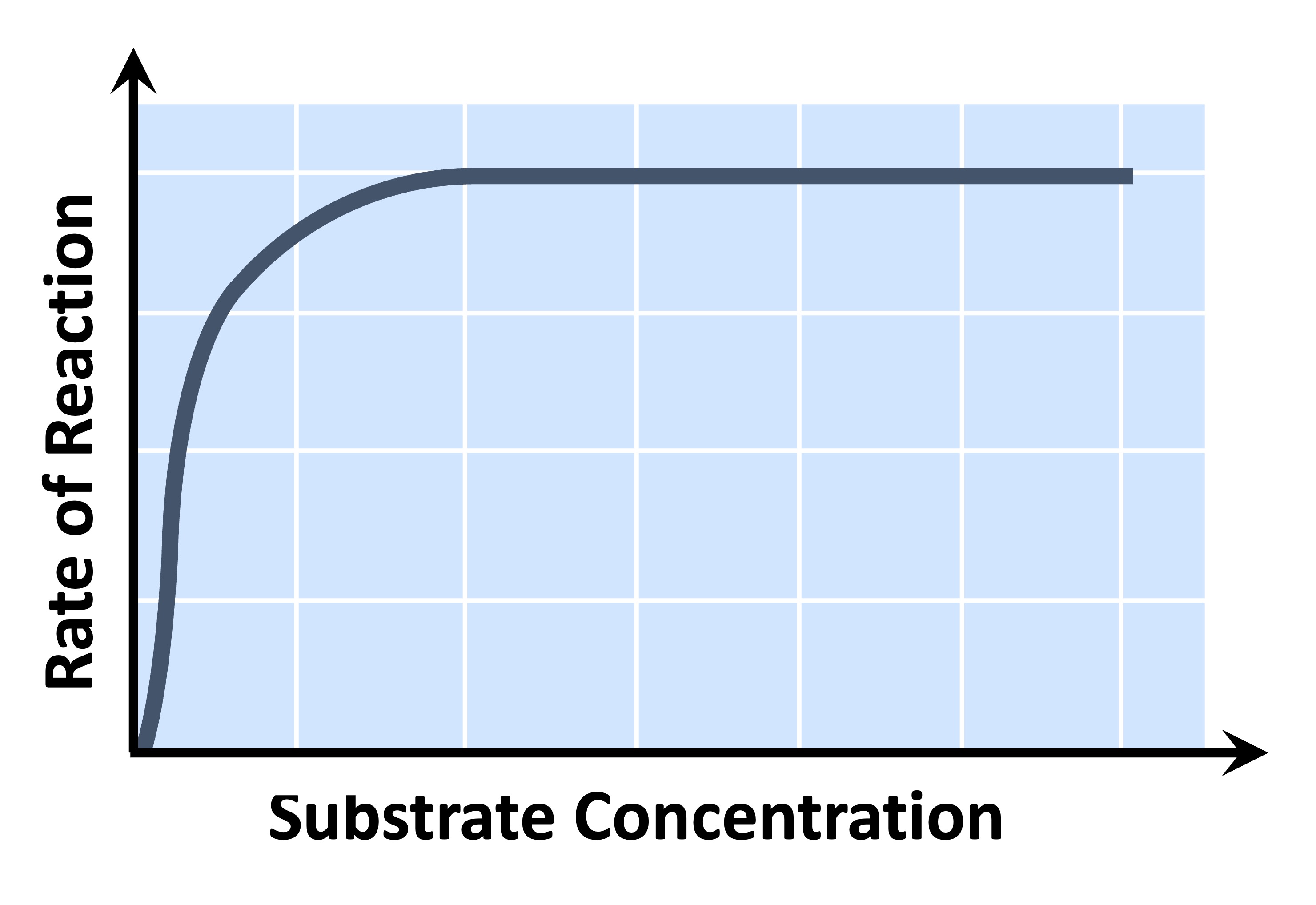 Enzyme Concentration Graph